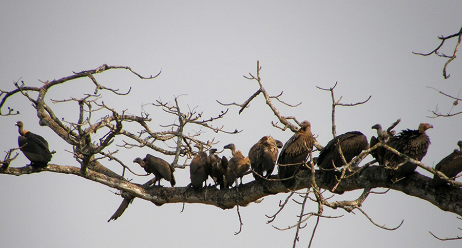 प्रकृतिका कुचिकार गिद्धको सङ्ख्या प्रति वर्ष बढ्दै « Dainiki